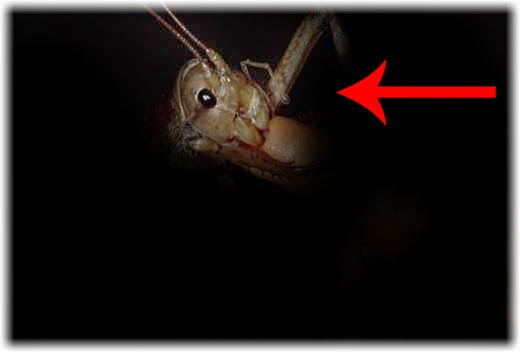 Ele pesa 3 vezes mais que um rato: Conheça o maior inseto do mundo ...