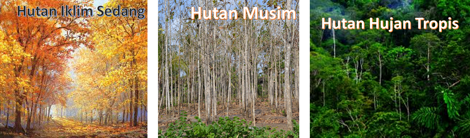 Pendidikan Dan Pembelajaran: Jenis-jenis hutan