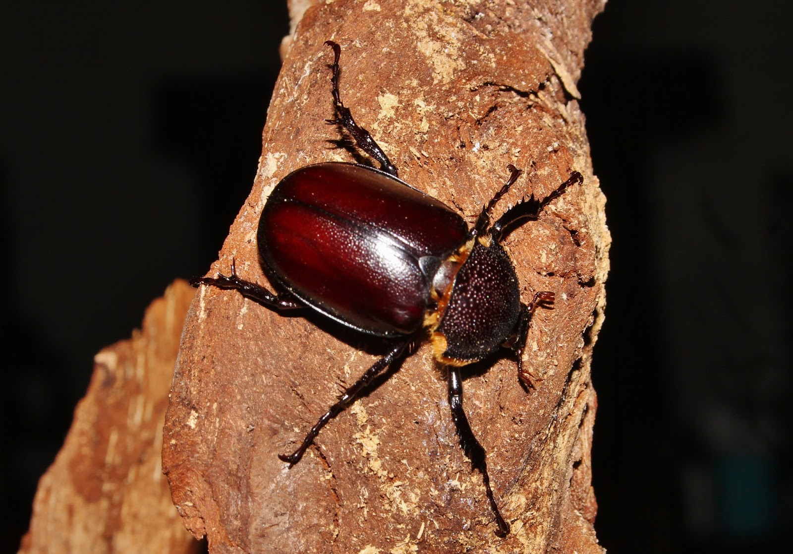 Biodiversity of Cyprus by NGO Protection of the Natural Heritage and ...