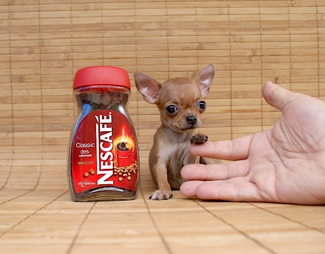 PERROS ENANOS: Chihuahua Enano