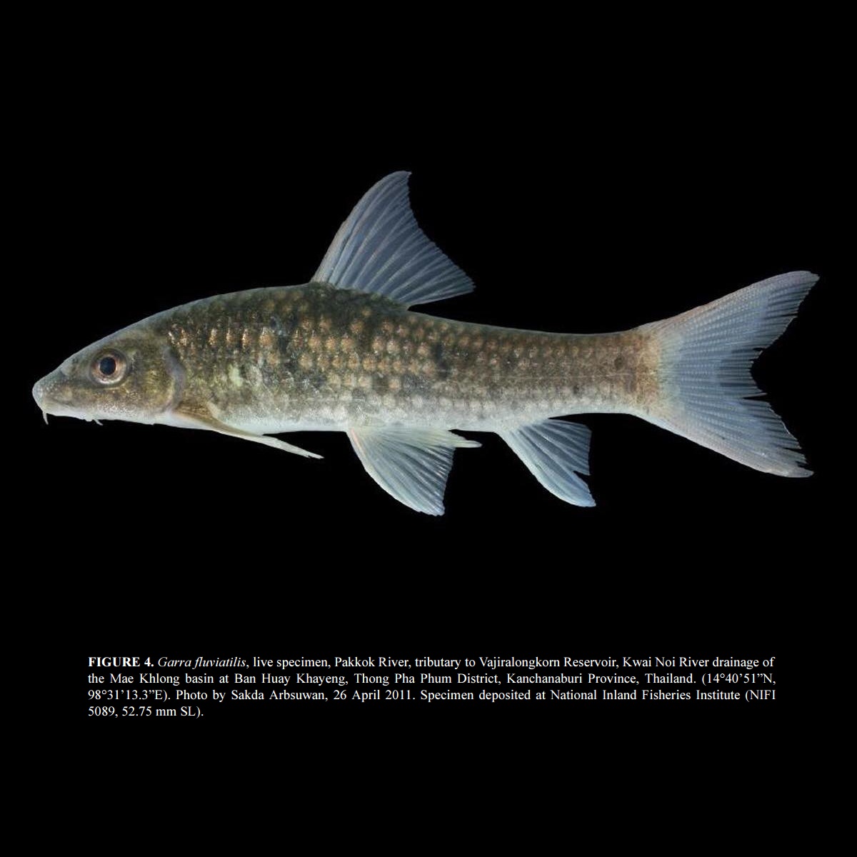 Species New to Science: [Ichthyology • 2016] Garra fluviatilis • A New ...