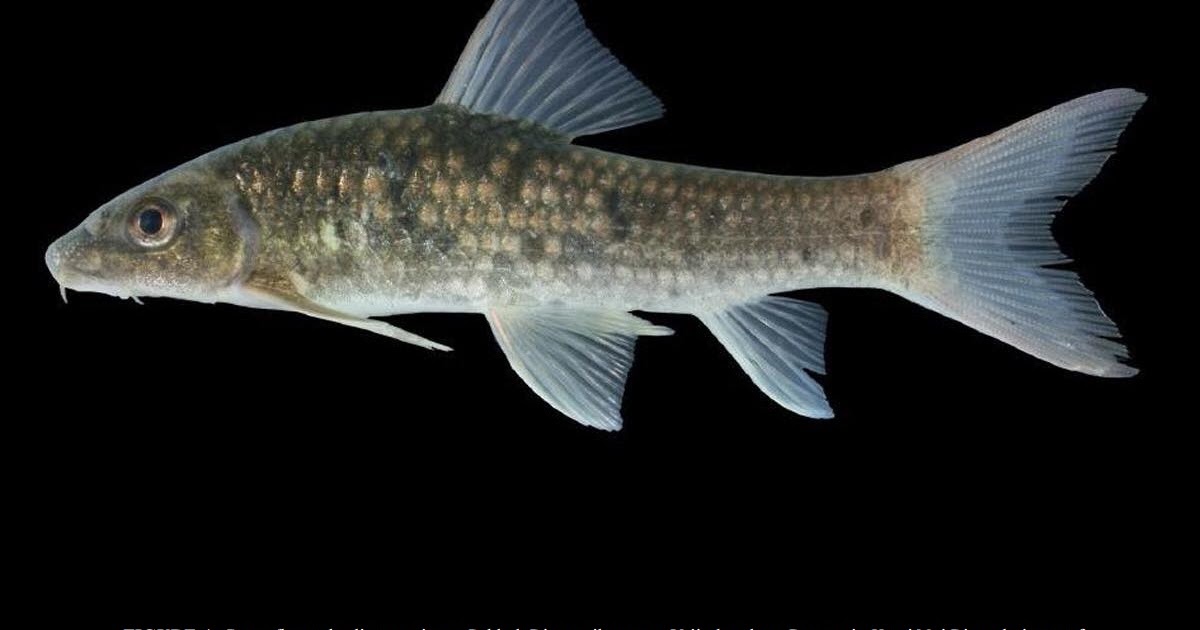 Species New to Science: [Ichthyology • 2016] Garra fluviatilis • A New ...