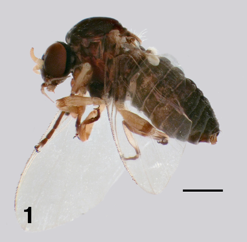 Sciency Thoughts: Simulium littopyga, Simulium littosocius, & Simulium ...