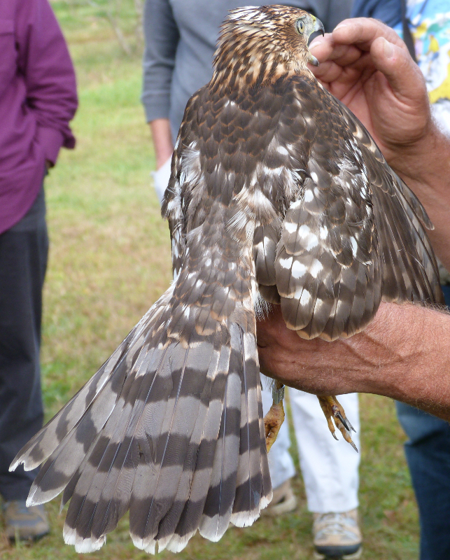 Connecticut Audubon Society: Trout Brook Valley hawk walk 9/22