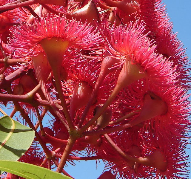 Snap Happy Birding: Eucalyptus Flowering Gum Trees