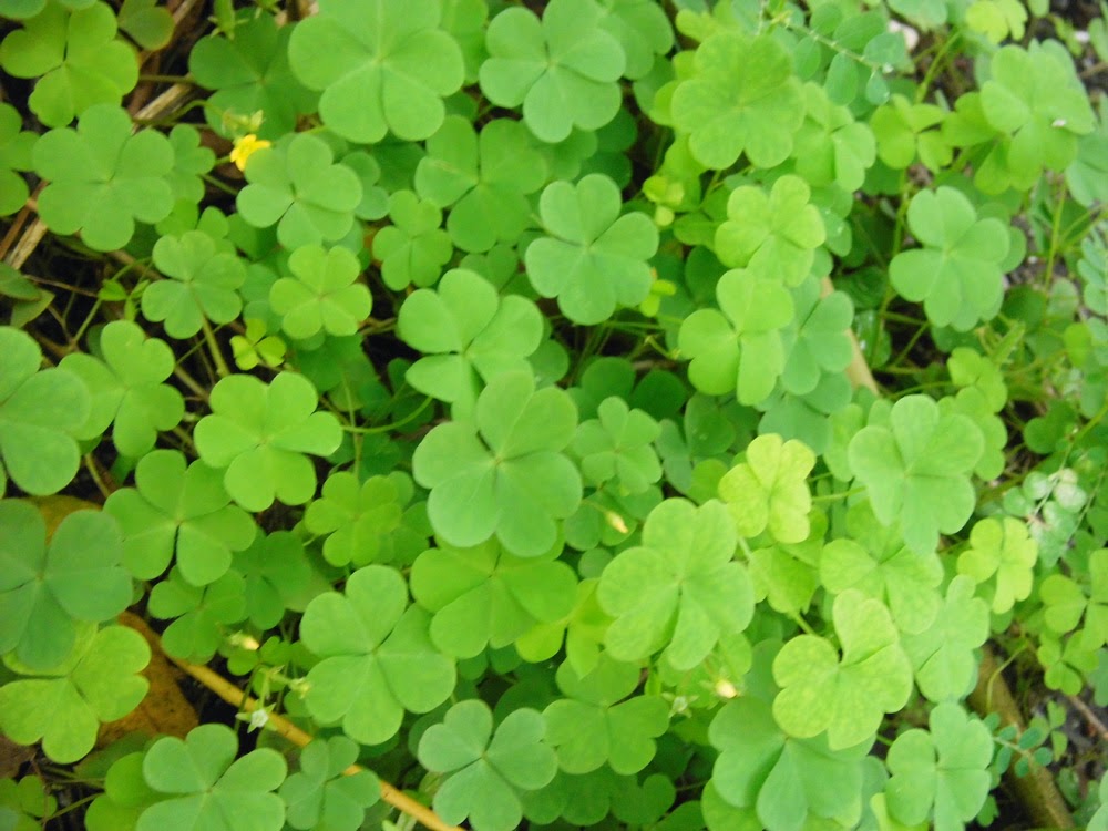 Semanggi Pictures Galleries