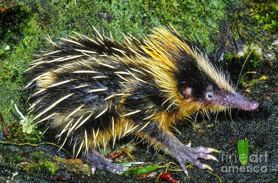 LOWLAND STREAKED TERNEC photos - wallpapers | the fun bank