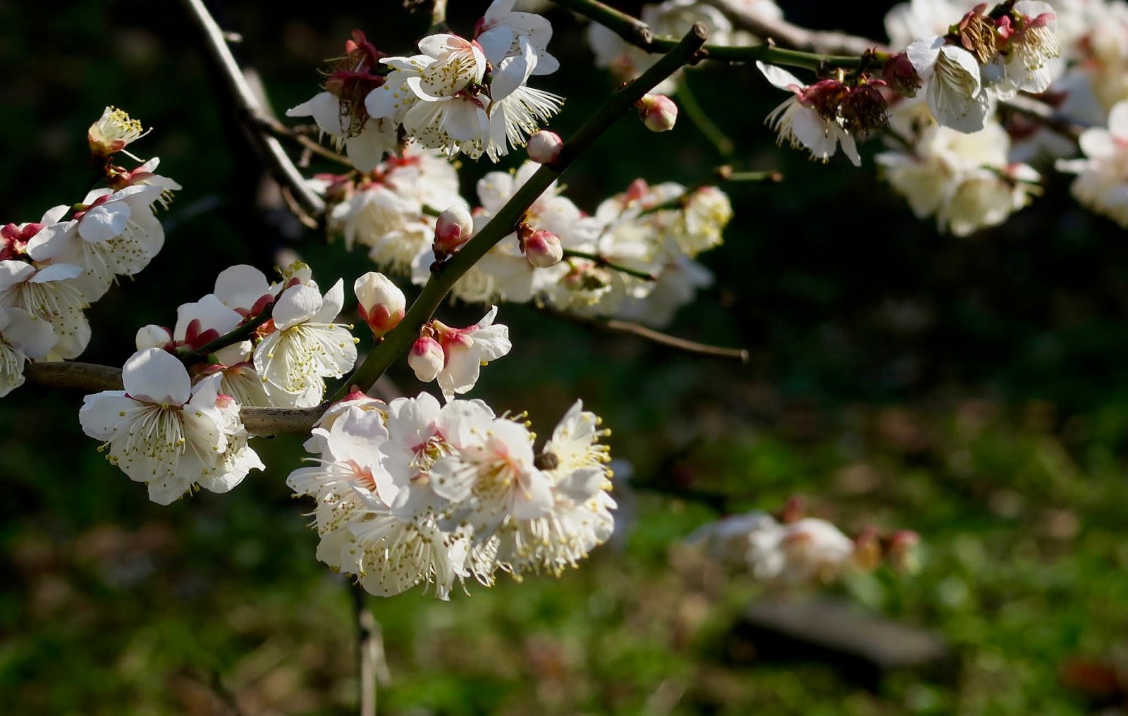 A plum festival you have to see in Japan