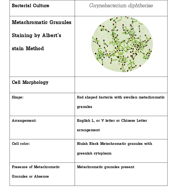 Microbiology: Metachromatic Granule Staining