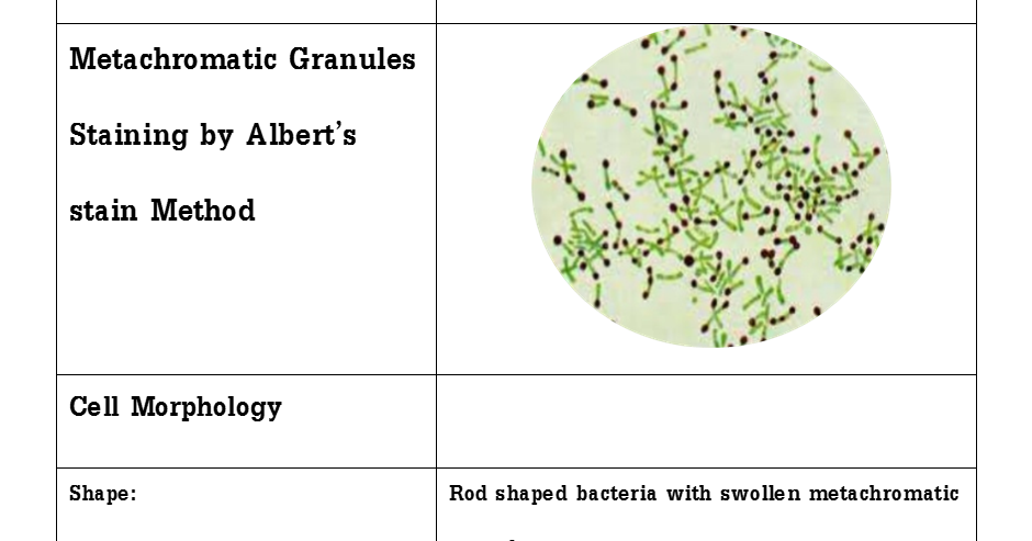 Corynebacterium Diphtheriae Albert Stain
