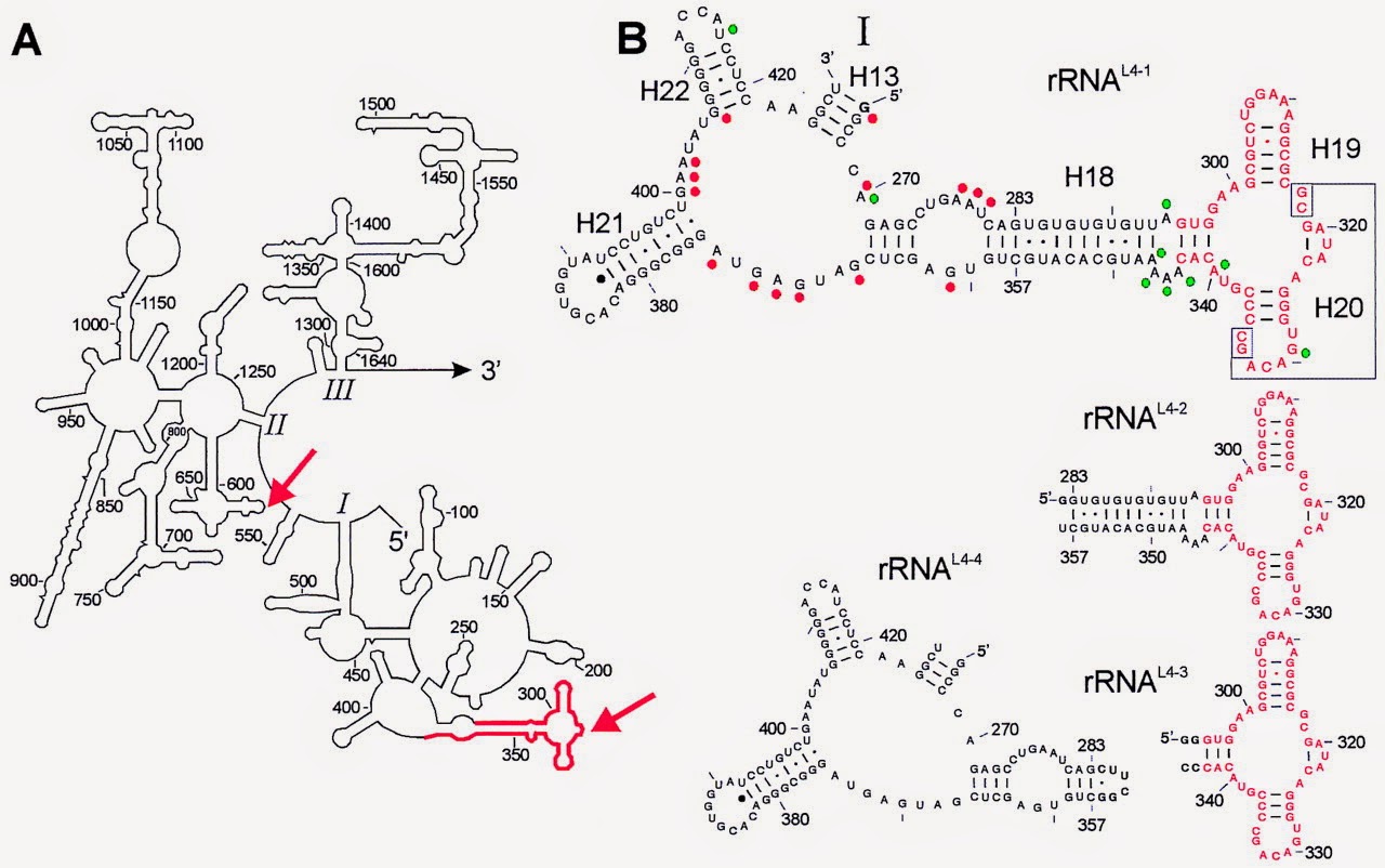 mRNA, tRNA, dan rRNA ~ #AFAF | Annisa Fatinah Aila Farihah