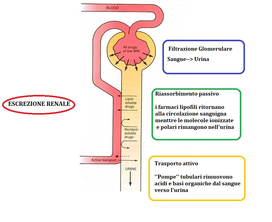 Chimico nato: ADME - Escrezione del farmaco