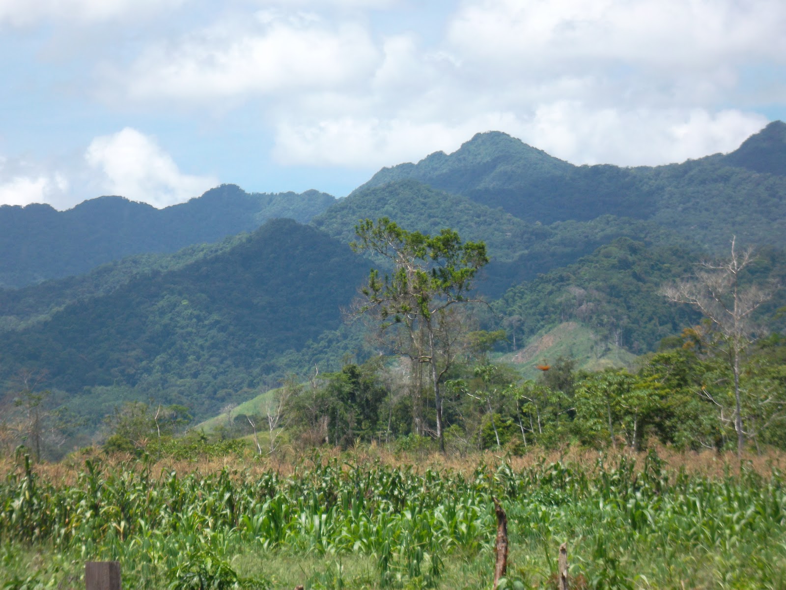 Caminando con Honduras : LA RESERVA DEL HOMBRE Y LA BIOSFERA DE RÍO ...