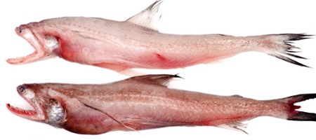 The Bombay Experience: The Bombay Duck - Secrets Untold!