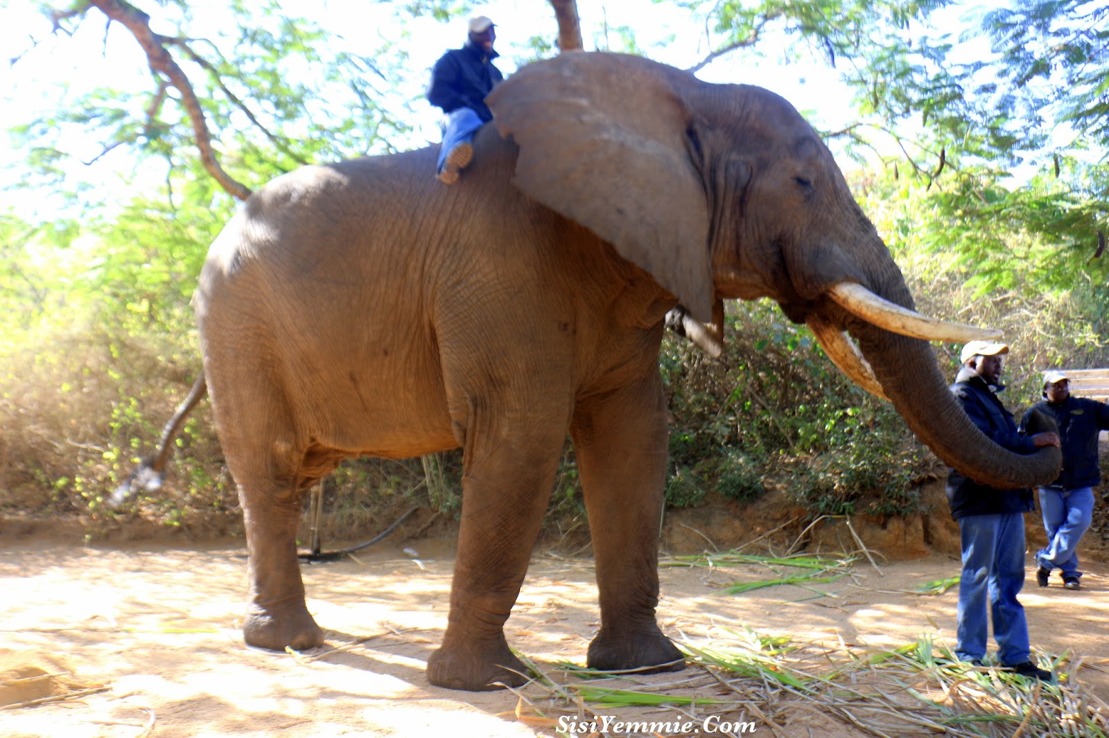 SISIYEMMIE'S SOUTH AFRICAN TOUR | DIARY DAY 6 | GOD'S WINDOW, ELEPHANT ...