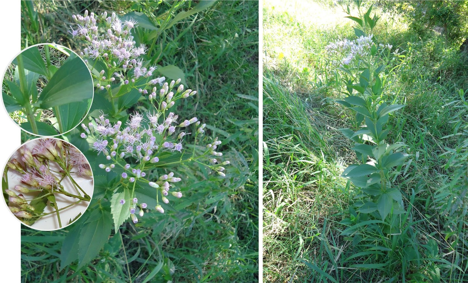 v e r d e c h a c o: Hoja de la Virgen / Falsa Chilca / Yuyo negro