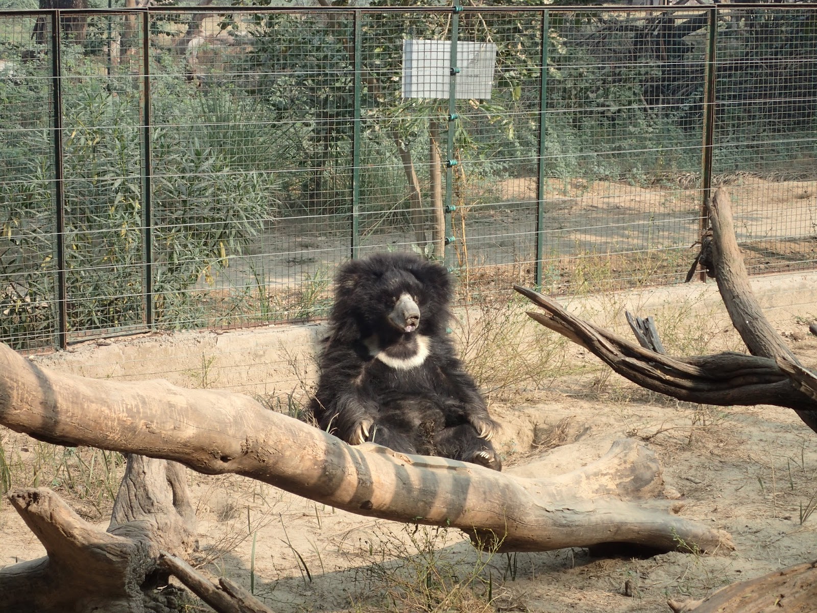 Our Story (85 Percent): India Part III: Wildlife SOS: Bear Rescue Facility