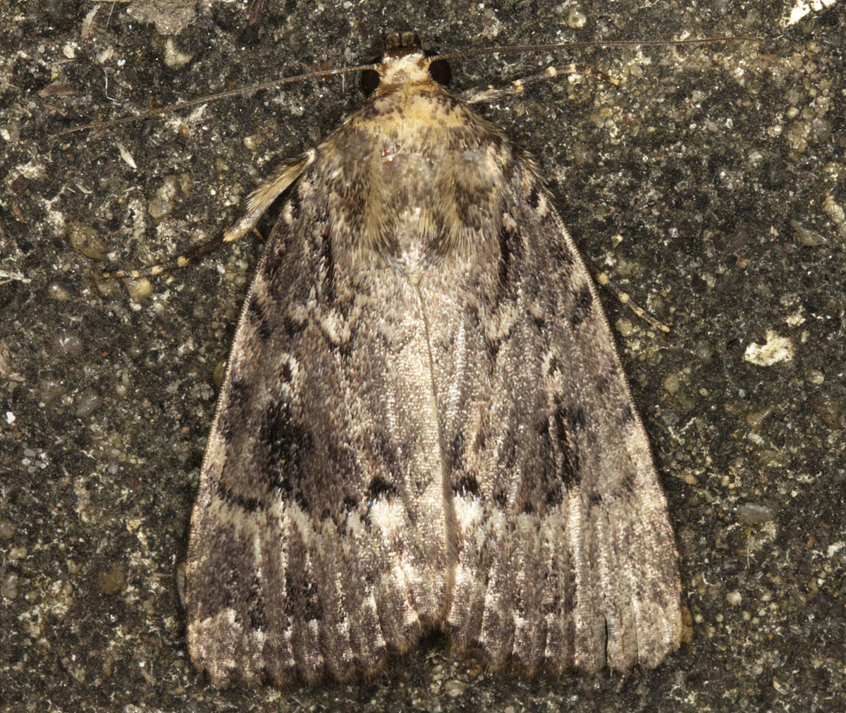 October Moth [1960] - bolddevelopers