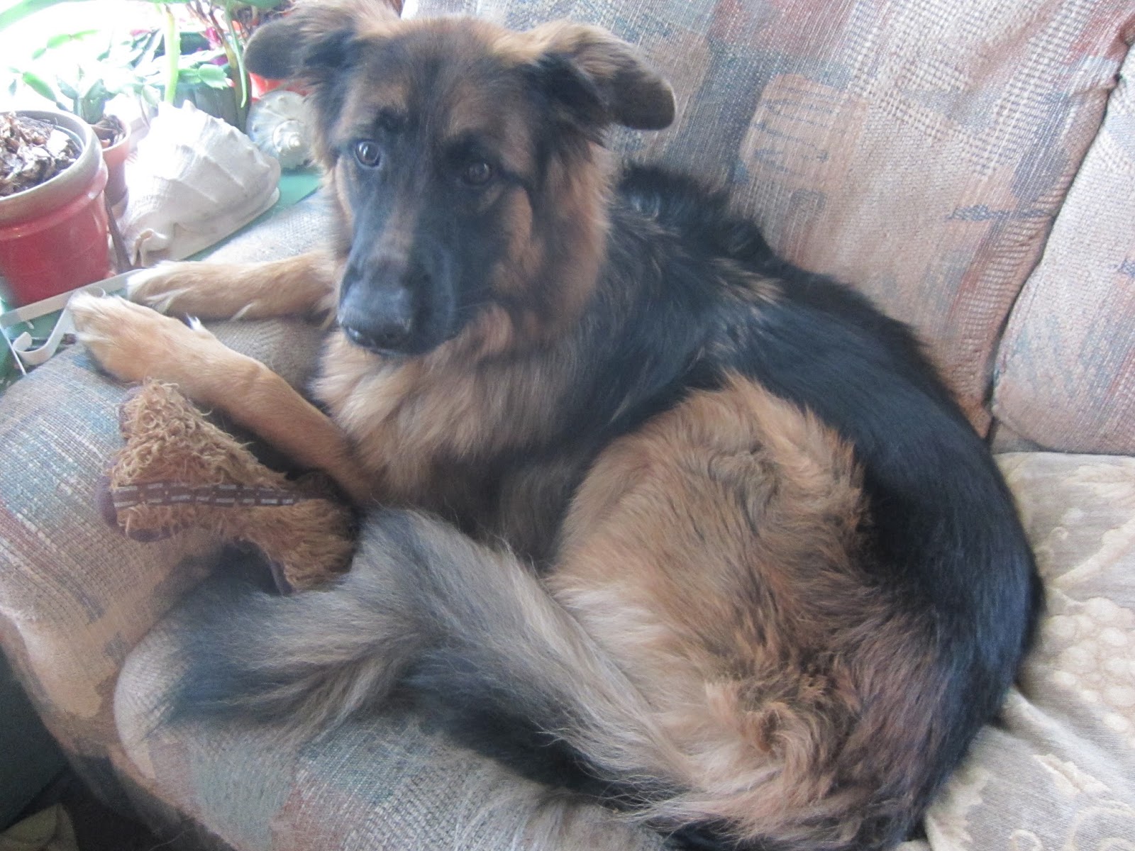 SingingThroughTime: “What Kind of Dog is That?” – My Long-Haired, Soft ...