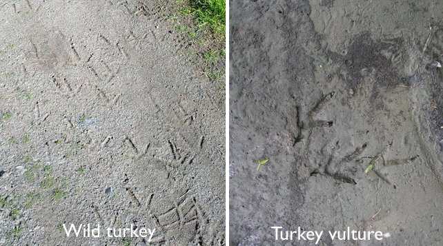 SearchReSearch: Answer: What kind of animal made these tracks?