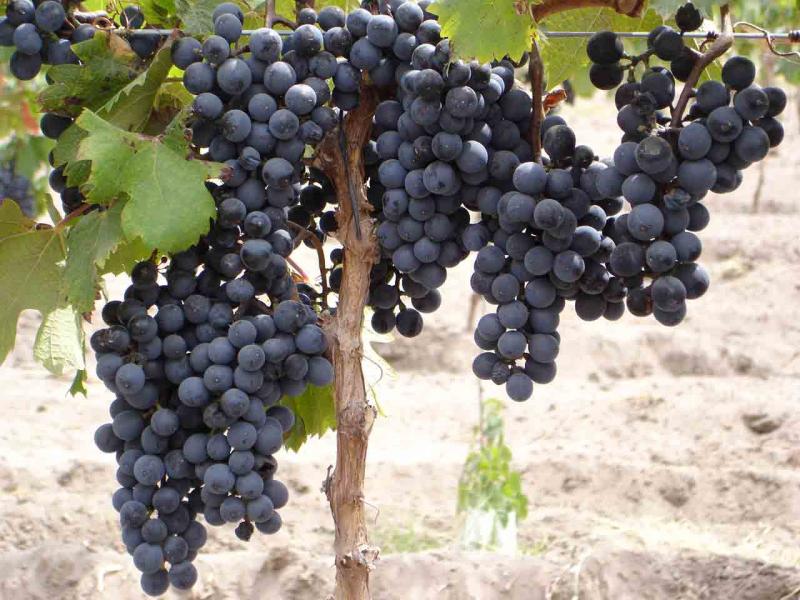 Les fruites: Tradicions i costums: El raïm.