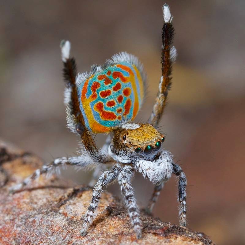 Peacock Spider – Australia’s Show Off Super Hero Spider ~ Kuriositas
