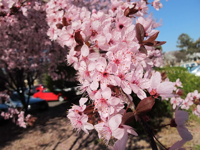 The World is Just Awesome!: Prunus spp.