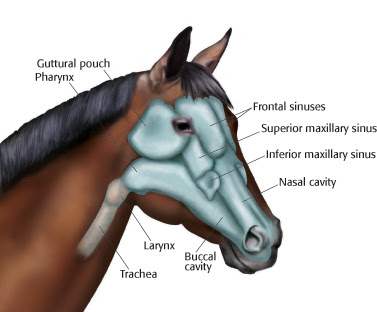 Horse Properties & Horse Keeping in Minnesota: Equine Head Problems