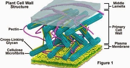 Organel Sel Pada Tumbuhan - Biologi Edukasi: Belajar Sains Biologi