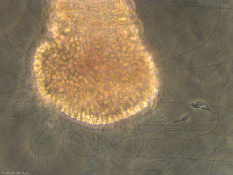 The Natural History of Bodega Head: Hello, hydrocoral!