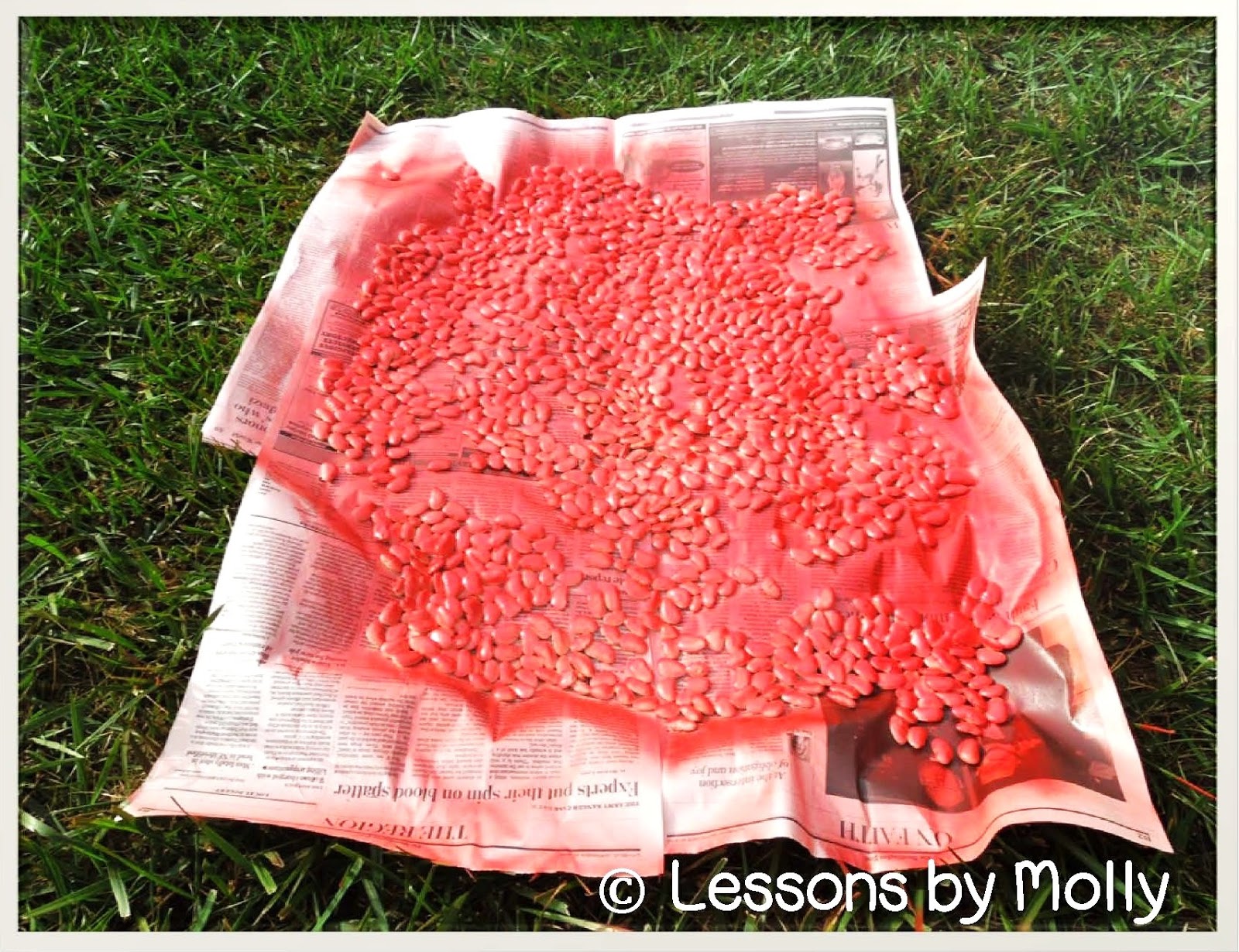 Lessons by Molly: The Saga of the Bicolored Numeracy Beans