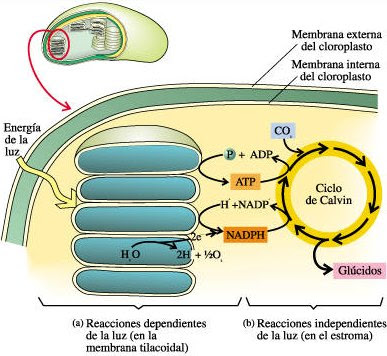 la fotosintesis - Mind Map