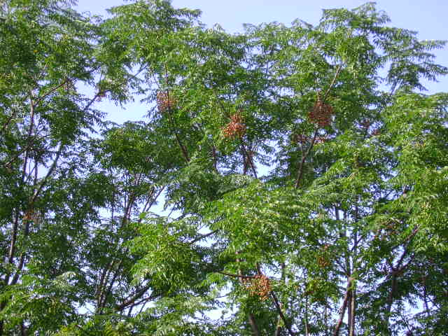 Everything Sacred: The China Berry Trees Spoke to Me