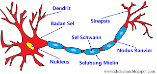 sel saraf sensorik,motorik dan intermediet