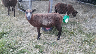 FarmGirl's Homestead Sheep: Finnsheep and Gulf Coast Natives