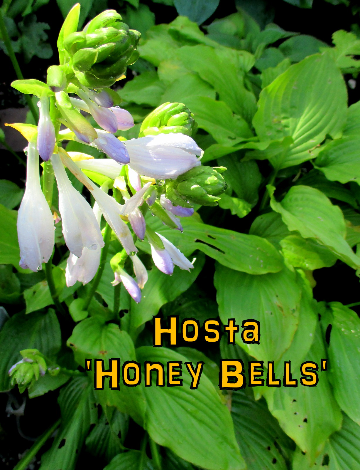 The Dutch Hosta Society: Fragrant Flowering Hostas