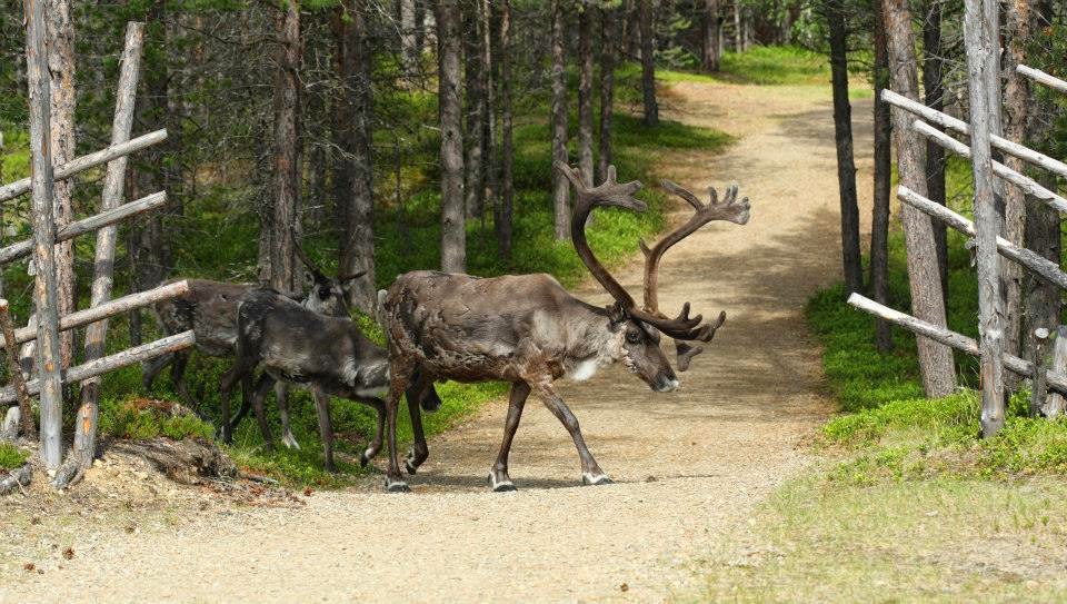 Guida alla Finlandia: Le Renne