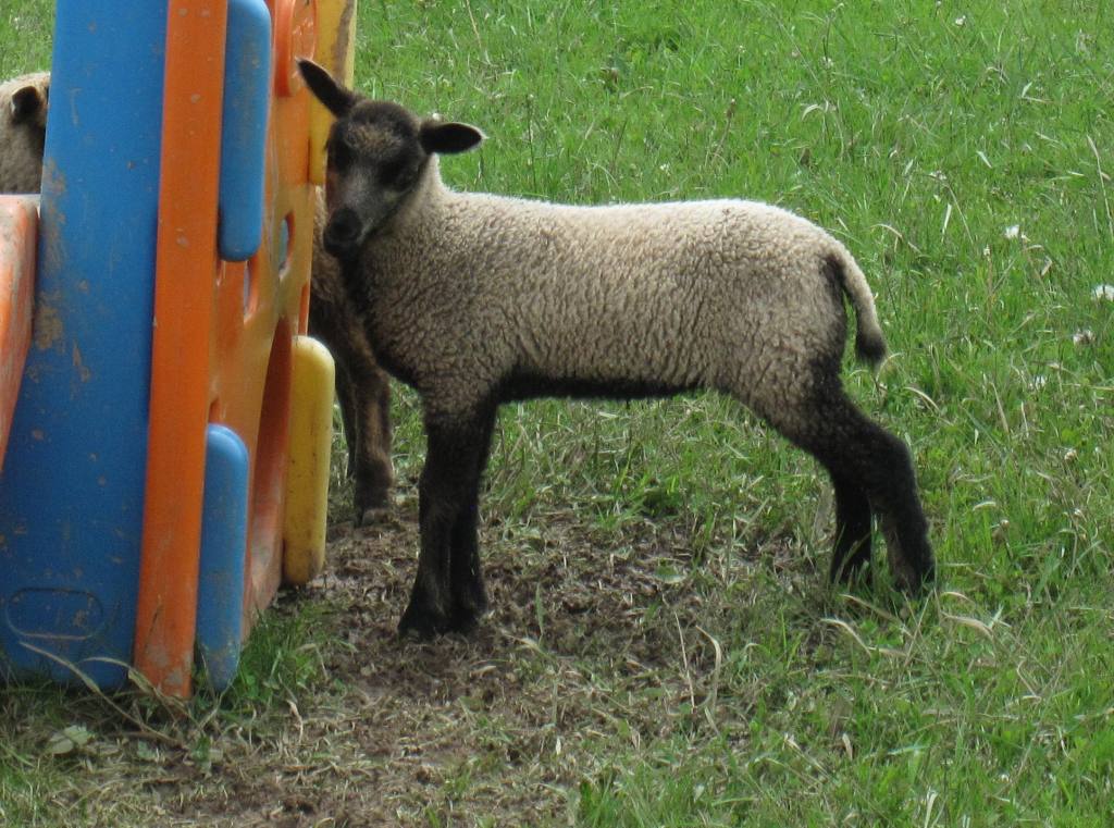 Whispering Pines Farm Registered Shetland Sheep: Lamb Colors