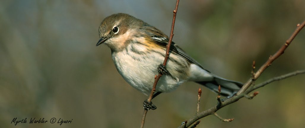 Utah Birders | Birding Blog, Utah Birds, Utah Birding, Utah Bird ID ...