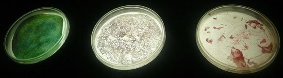 Holodeck: VICTIMLESS LEATHER