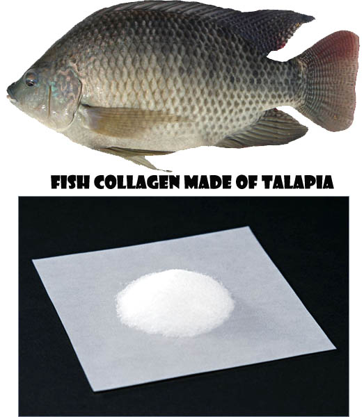 Natural Collagen Plus: KOLAGEN SISIK IKAN TALAPIA