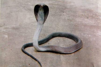 Black Cobra Snake Latest Facts And Pictures | All Wildlife Photographs