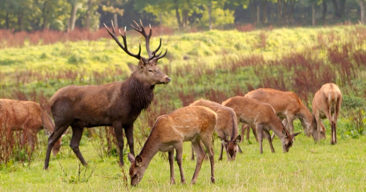 TRAS LAS HUELLAS DE HERÓDOTO. . . : LOS CÉRVIDOS.