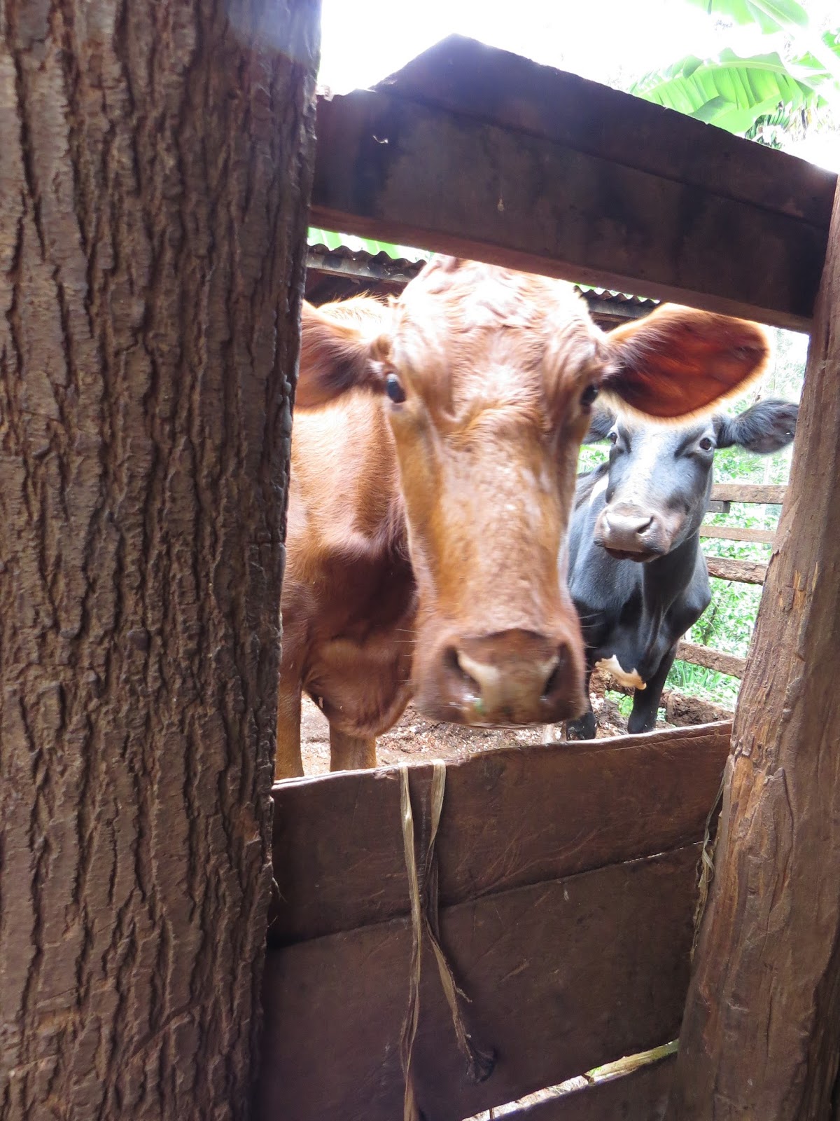 Farmers Helping Farmers: Week 1 with the Mukurweini Wakulima Dairy, by ...