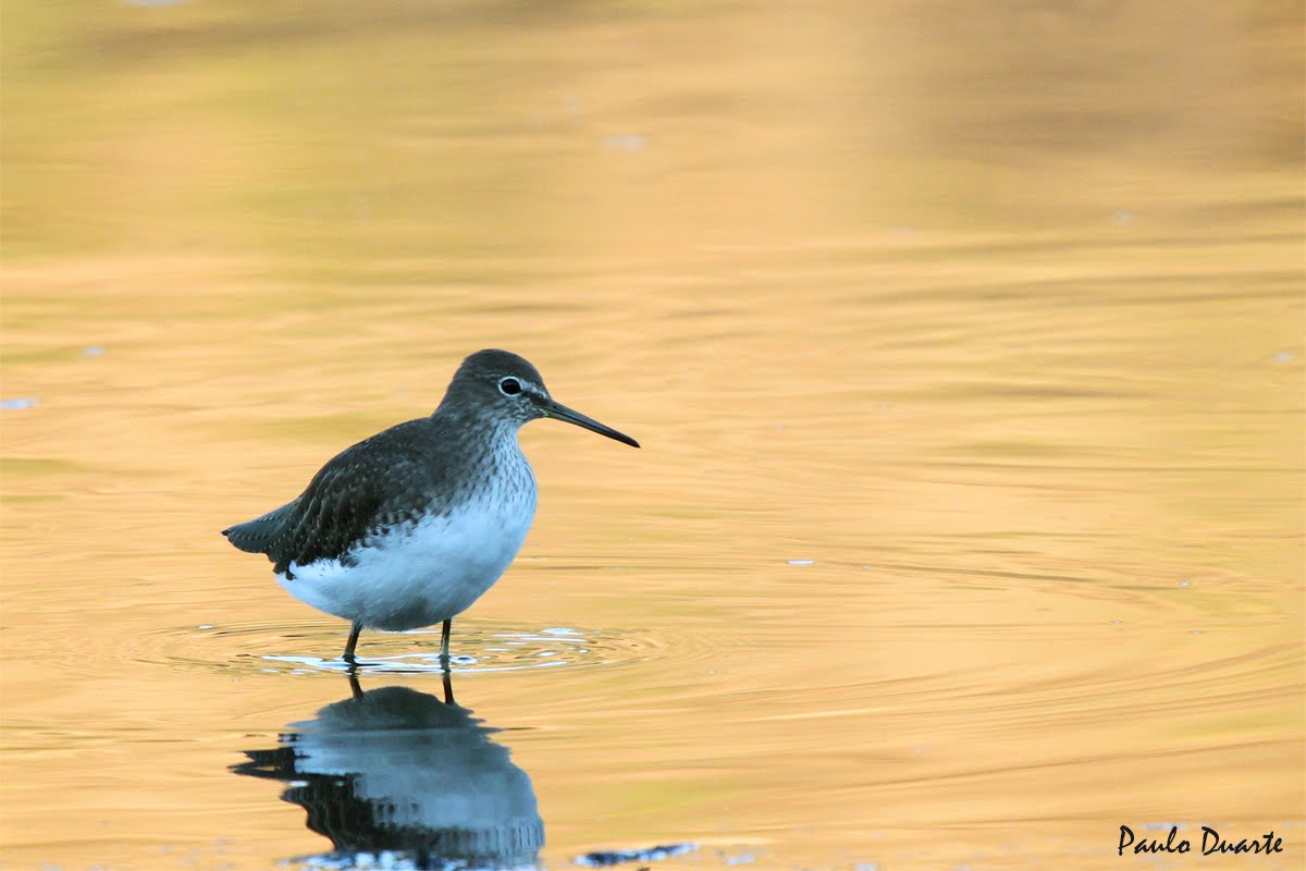 A arte de debicar: Maçarico bique bique