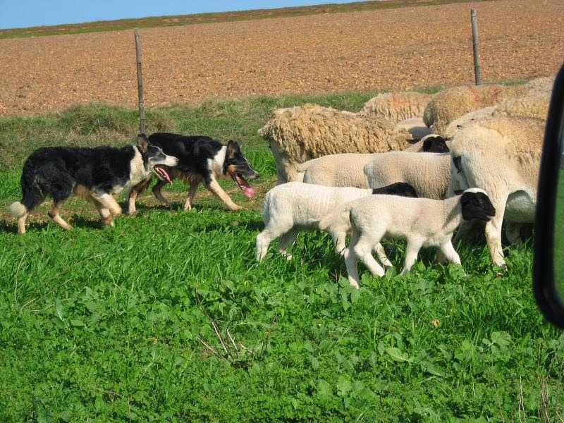 Awesome Sheepdogs! ~ Amass Farming Tips & Info