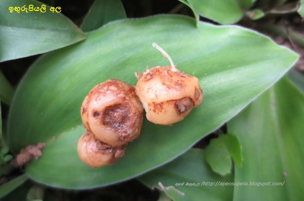ඉඟුරුපියලි / හිඟුරුපියලි [Igurupiyali] (Kaempferia galanga) ~ අපේ ...