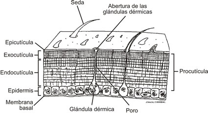 InSeCtOs: ANATOMÍA Y MORFOLOGÍA DE LOS INSECTOS