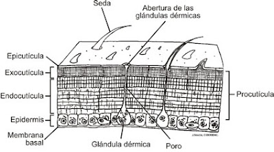 InSeCtOs: ANATOMÍA Y MORFOLOGÍA DE LOS INSECTOS