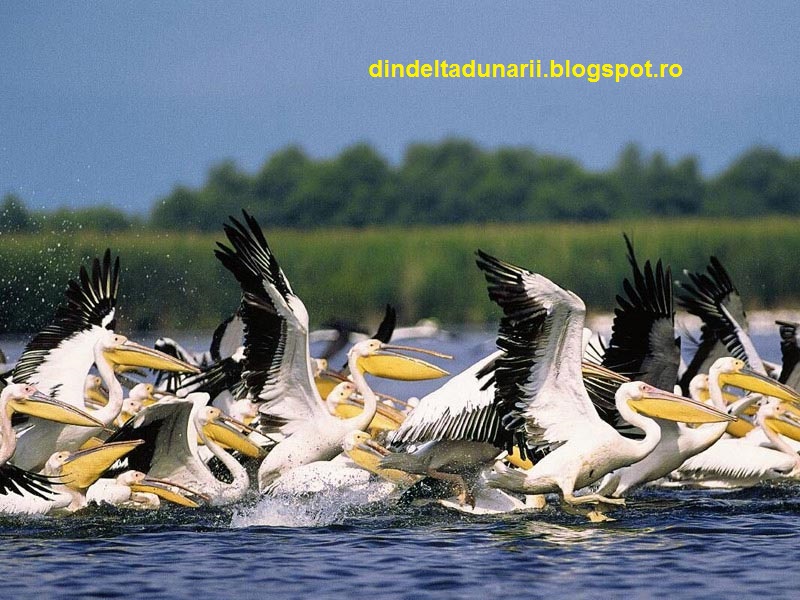 Din Delta Dunării: Delta Dunării – un colț de paradis ( Partea a II a )